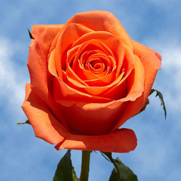 Dozen Roses Orange | GlobalRose