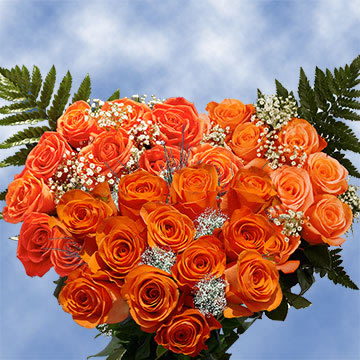 Dozen Roses Orange | GlobalRose