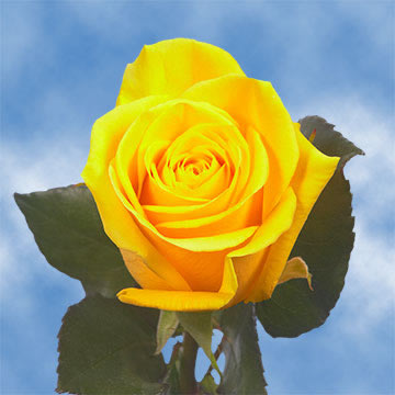Dozen Roses Yellow | GlobalRose