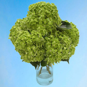 Emerald Hydrangea Flowers Low Cost | GlobalRose