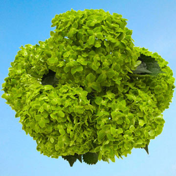 Emerald Hydrangea Flowers Low Cost | GlobalRose