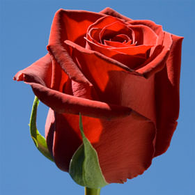 Extra Long Stem Red Roses Flowers | GlobalRose