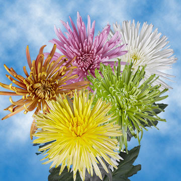 Fresh Assorted Chrysanthemum Fuji Spider Mums | GlobalRose
