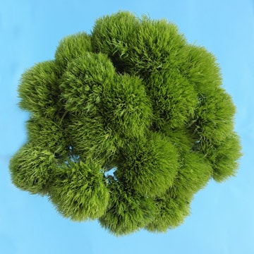 Fresh Green Ball Flowers | Global Rose
