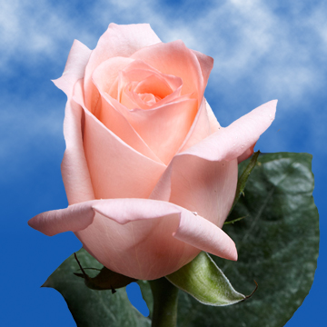 Fresh Peach Roses | GlobalRose