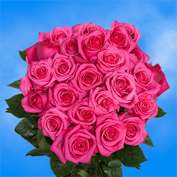 Fresh Pink Flowers Online Hot Pink Tanoshi Roses | Global Rose