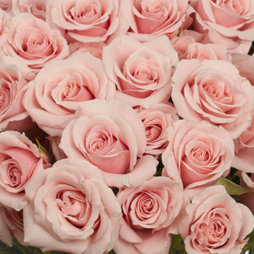 Fresh Pink Spray Roses | GlobalRose
