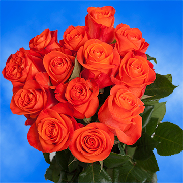 Freshest Bright Orange Rose Flowers Roses | GlobalRose
