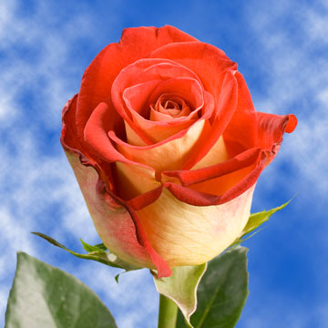 Friendship Rose | Global Rose