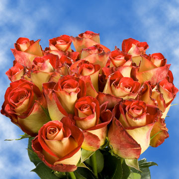 Friendship Rose | Global Rose