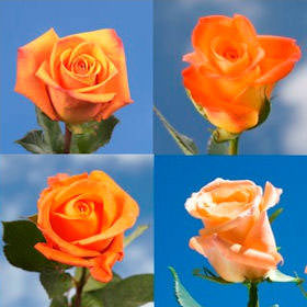 Gorgeous Assorted Orange Roses | GlobalRose