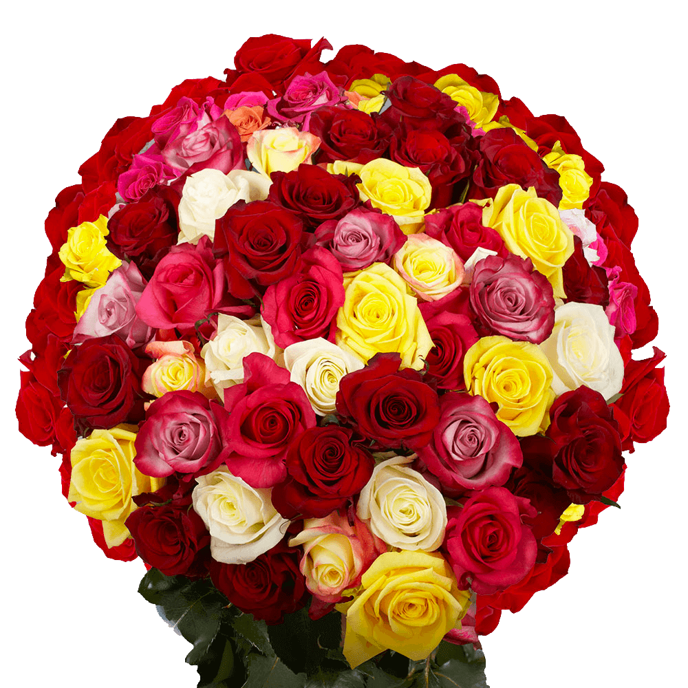 Gorgeous Bulk Red and Color Roses | GlobalRose