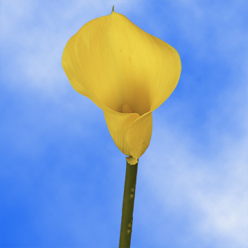 Gorgeous Golden Yellow Calla Lily Flowers | GlobalRose