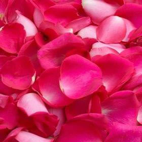 Rose Petals Your-Choice-of-Colors | GlobalRose Wholesale Roses | GlobalRose