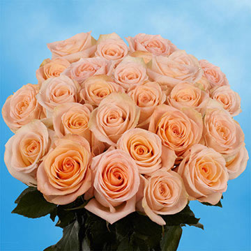 Gorgeous Peachy Pink Roses | GlobalRose