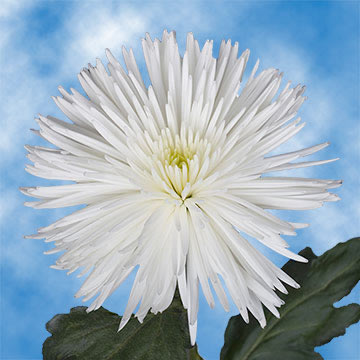 Gorgeous White Fuji Spider Mums | GlobalRose