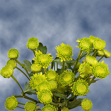 Green Button Pom Poms | GlobalRose