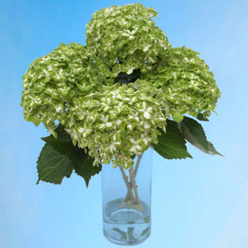 Green Variegated Hydrangea Flowers To Buy | GlobalRose
