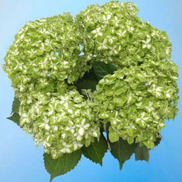 Green Variegated Hydrangea Flowers To Buy | GlobalRose