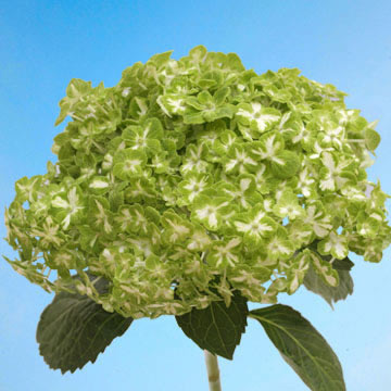 Green Variegated Hydrangea Flowers To Buy | GlobalRose