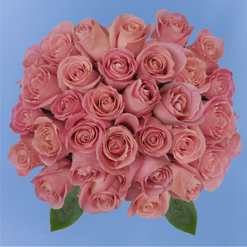Hermosa Roses Flowers For Sale Online | GlobalRose