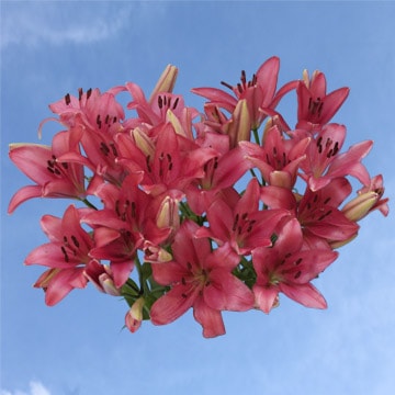 Hot Pink Flowers | GlobalRose