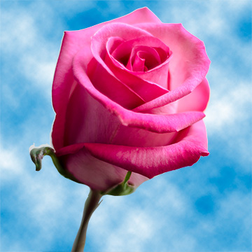 Hot Pink Long Stem Roses Florists Best Deal on Roses | GlobalRose
