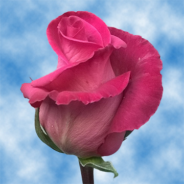 Hot Pink Long Stem Roses Florists Best Deal on Roses | GlobalRose