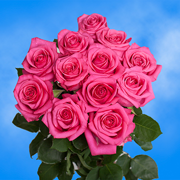 Hot Pink Roses for Sale | Global Rose