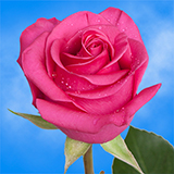 Gift Flowers | Global Rose
