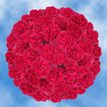 Hot Pink Spray Carnations Gorgeous | GlobalRose