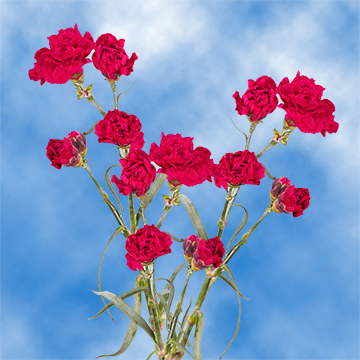 Hot Pink Spray Carnations Gorgeous | GlobalRose