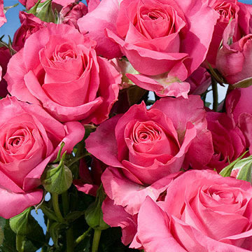 Hot Pink Spray Roses | GlobalRose