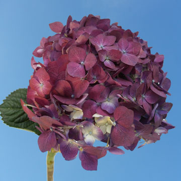 Hydrangea Flowers Rasberry Color For Sale Online | GlobalRose
