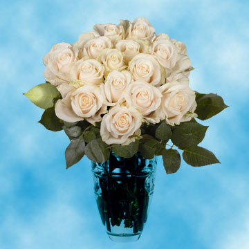 Ivory Vendela Roses | GlobalRose