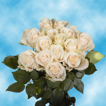 Ivory Vendela Roses | GlobalRose