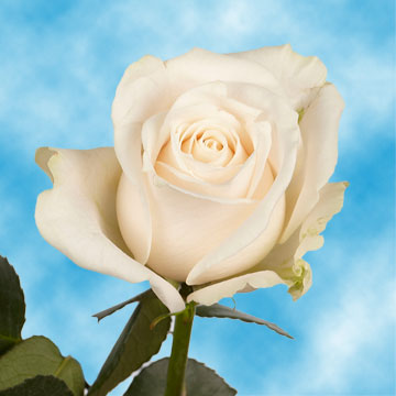 Ivory Vendela Roses | GlobalRose
