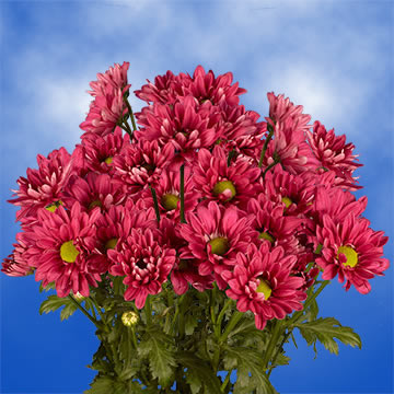 Lavender Daisy Pom Poms Centerpiece Flowers | GlobalRose