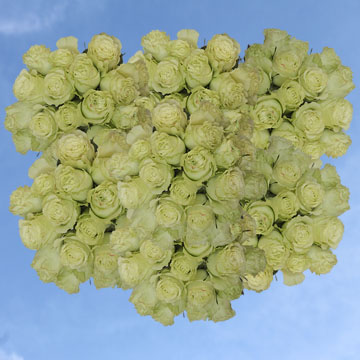 Lemon Green Roses Online Shopping | GlobalRose