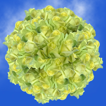 Light Green Roses Long Stem Online Discount Roses | GlobalRose