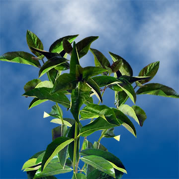 60 Next Day Ligustrum Flowers | GlobalRose