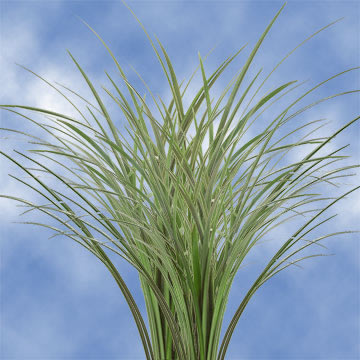 Lily Grass Bear Grass | GlobalRose