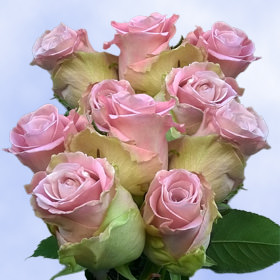 Live Roses Light Pink Long Stem Roses Lavender Roses Delivery | Global Rose