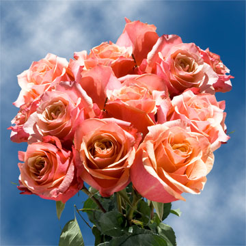 Long Orange Pink Roses | GlobalRose