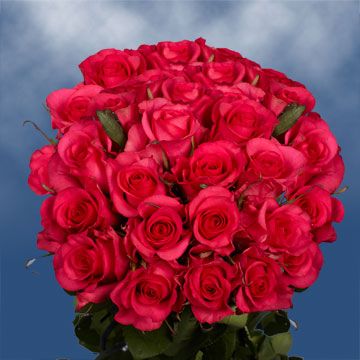 Almost Red Roses | GlobalRose