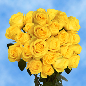 Long Stem Big Yellow Roses | GlobalRose