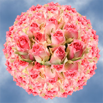 Malibu Rose | GlobalRose