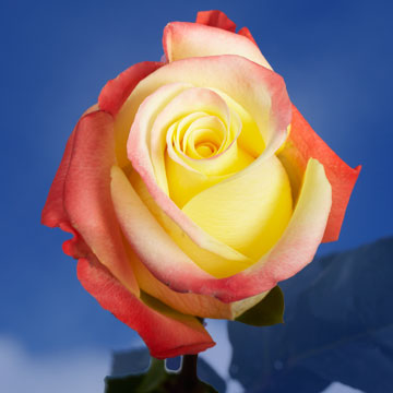 Yellow Rose With Red Tip Whatrosesmean