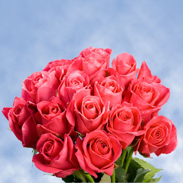 Long Stem Hot Pink Roses | GlobalRose