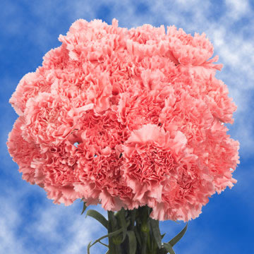 Long Stem Pink Carnations | GlobalRose